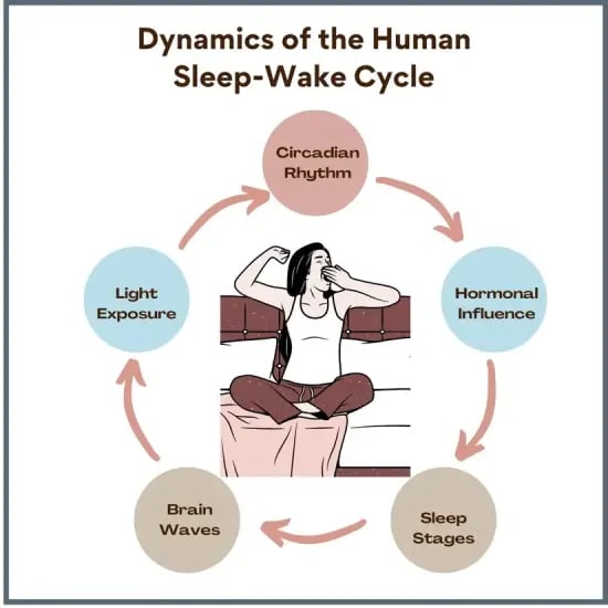 The Sleep-Wake Cycle: A Journey to Wellness